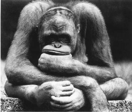 IQ's Corner: Do animals think about their thinking?